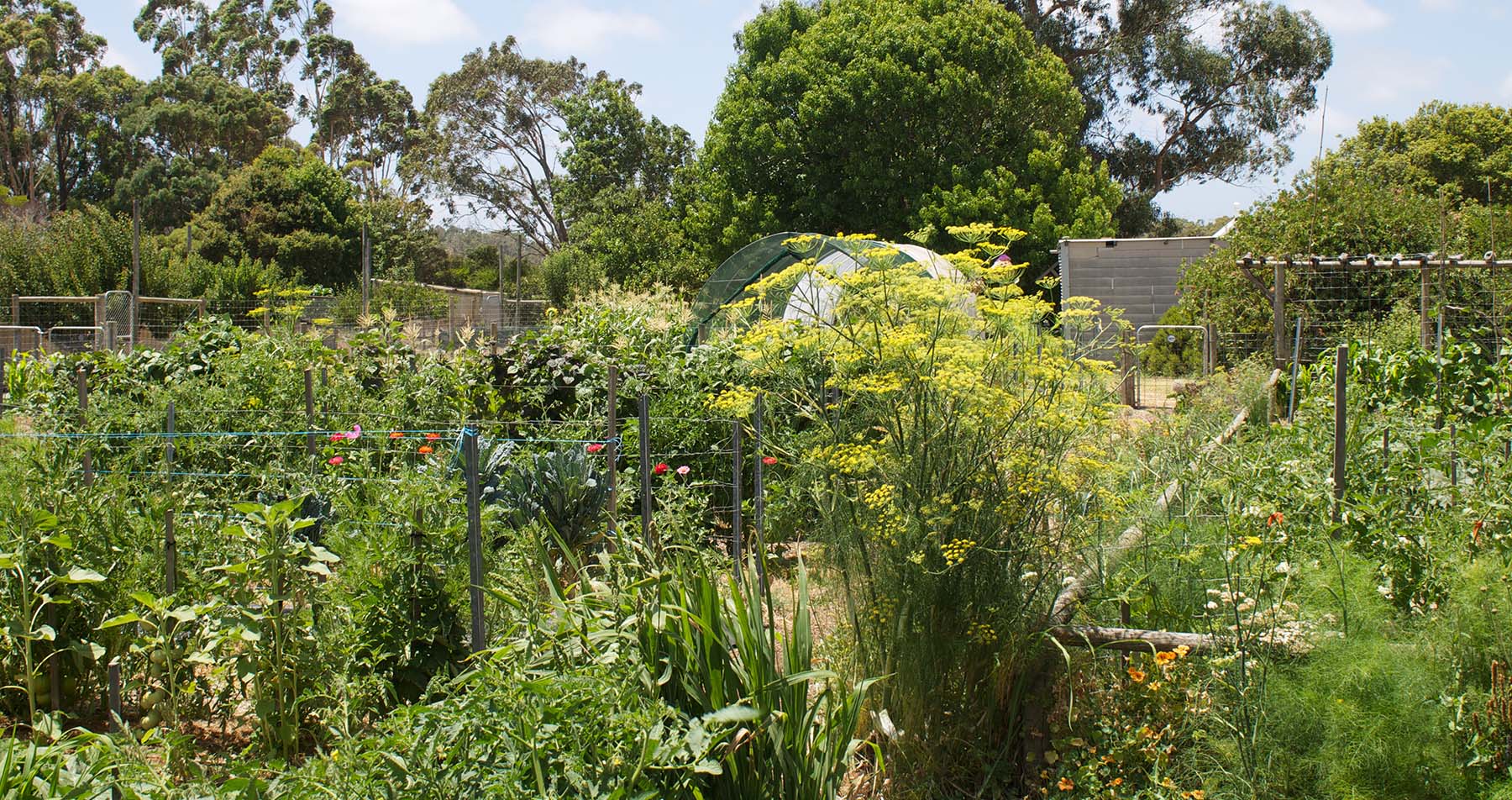 Save the Seed | Productive Ecology